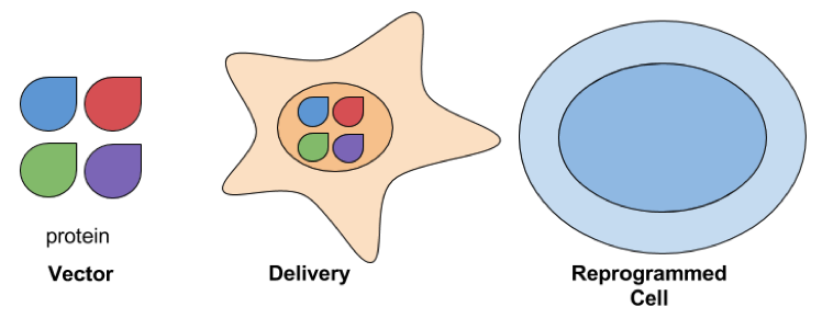 Delivery Methods For Generating Ipscs